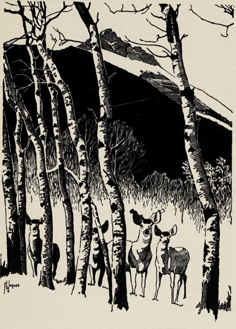 Francis Lee Jaques in Black & White: Part II - Gray's Sporting Journal