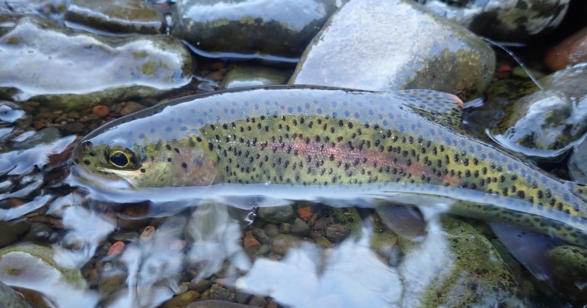 Tiny Trout - Gray's Sporting Journal