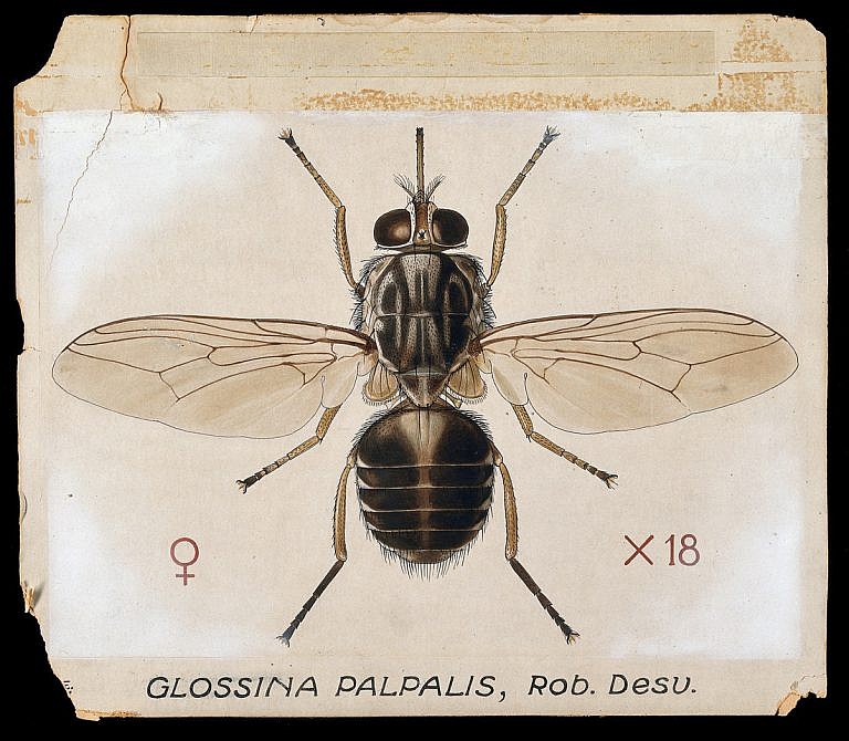 The Worst Bug in the World - Gray's Sporting Journal